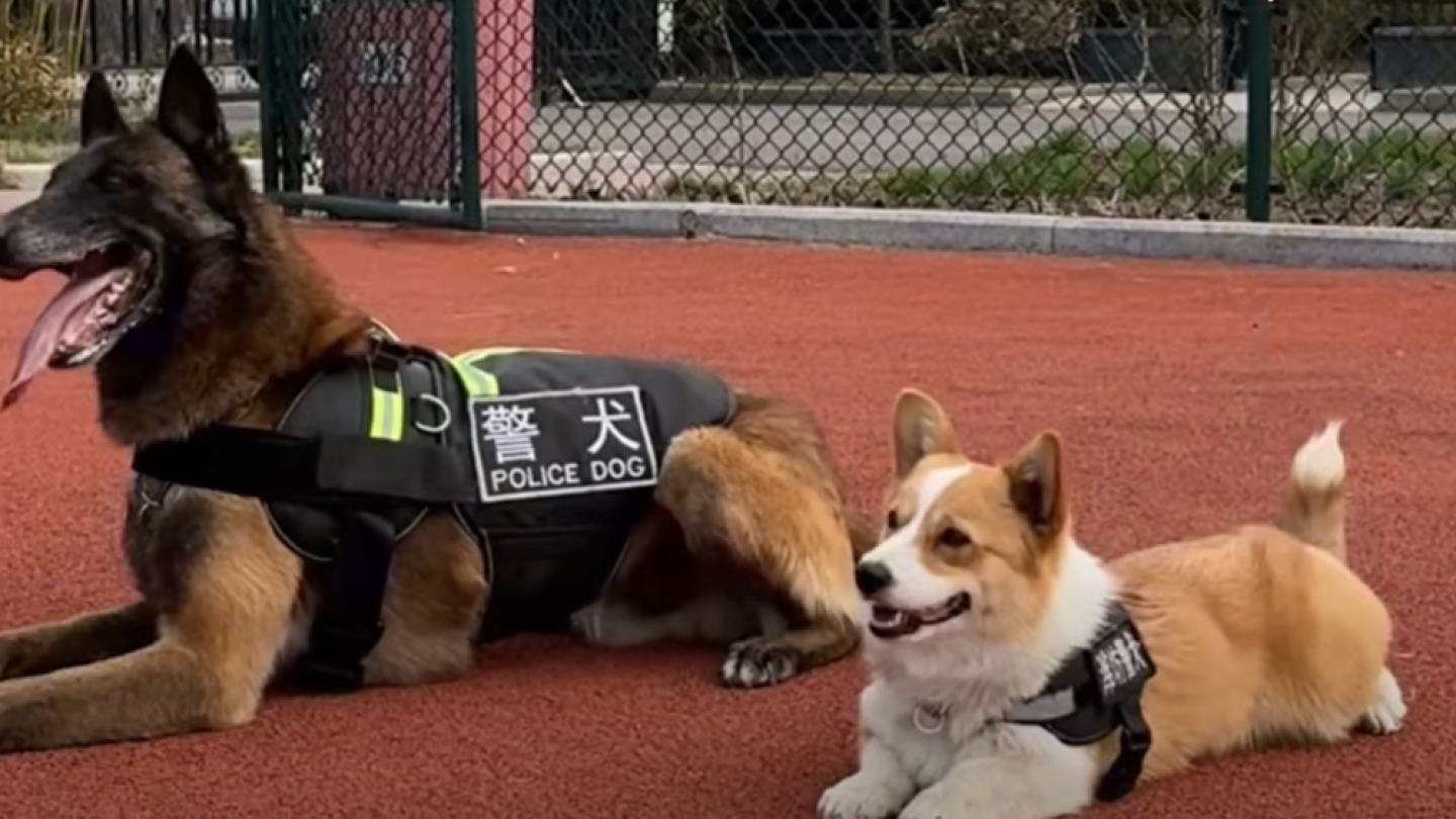 China’s first police corgi gains online notoriety: ‘His short legs have ...
