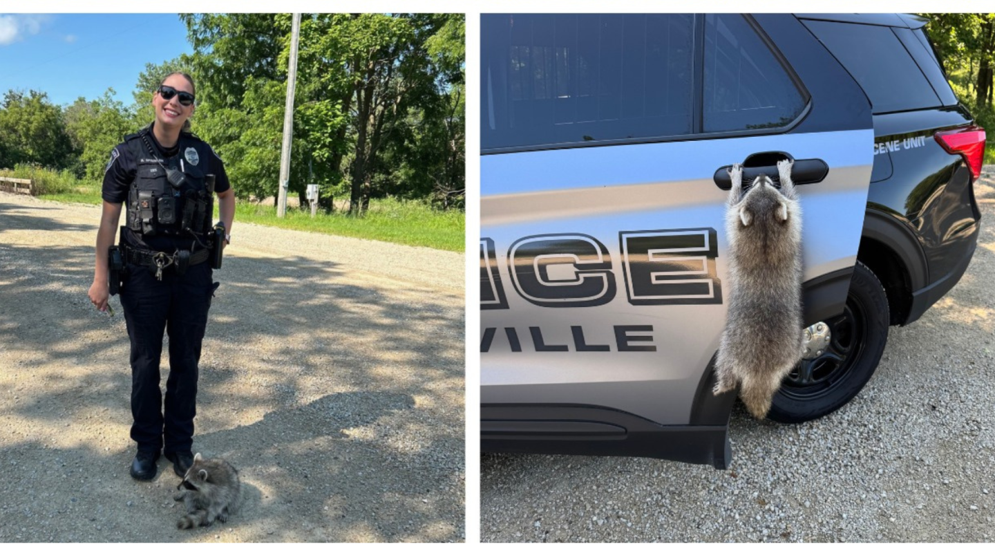 Raccoon rescued after following Minn. officers, climbing into cruiser ...
